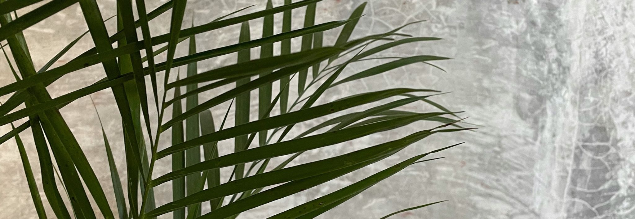 Branches - Symbol of Victory | Colorado Christian University